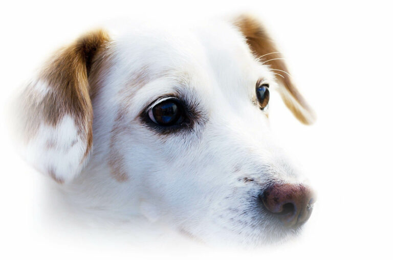 Airport West Animal Clinic – Perfect Pet Care